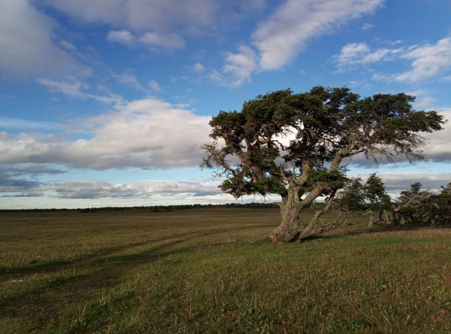 El Ñire: una especie nativa con alto valor ambiental, productivo y ...
