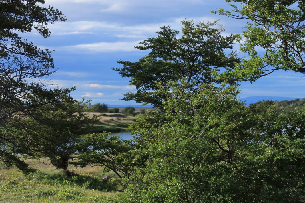 El Ñire: una especie nativa con alto valor ambiental, productivo y ...